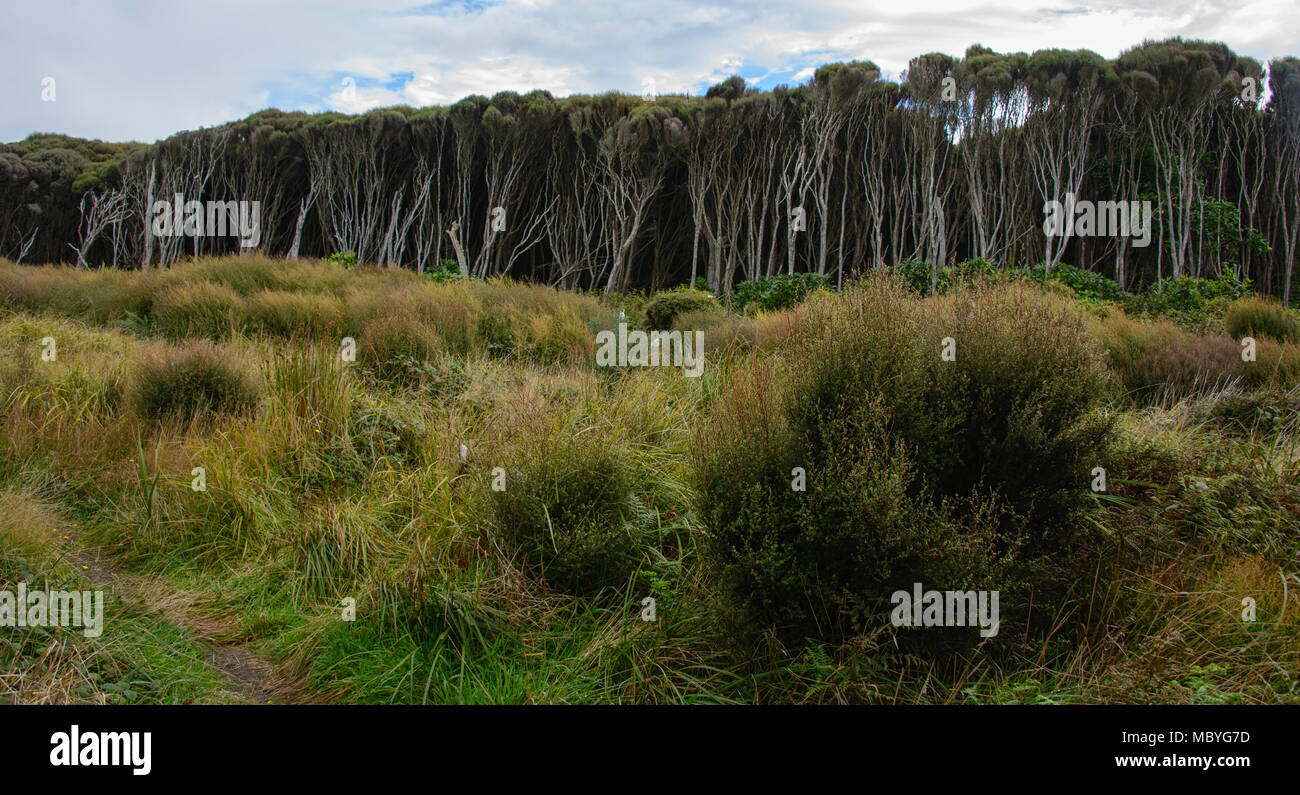 Windswept trees new zealand hi-res stock photography and images - Alamy