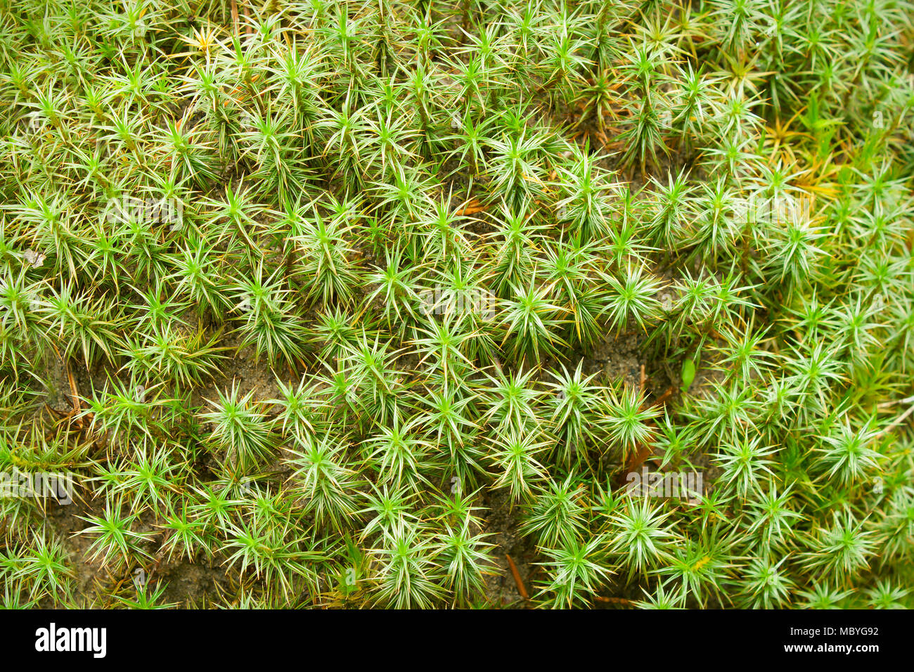 Paludal Plant High Resolution Stock Photography and Images - Alamy