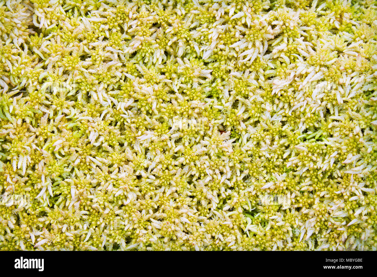 Texture of the surface of the bog moss Stock Photo - Alamy