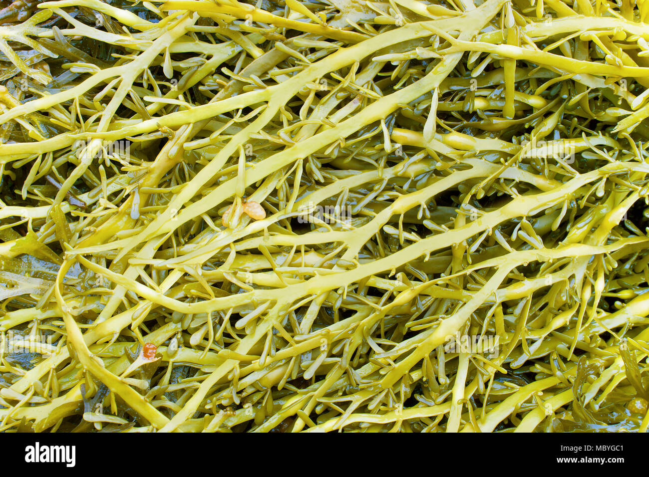 Fucaceae hi-res stock photography and images - Alamy