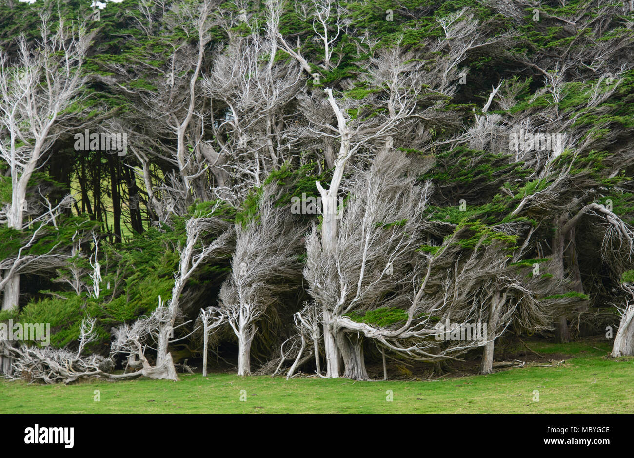 Antarctic Trees