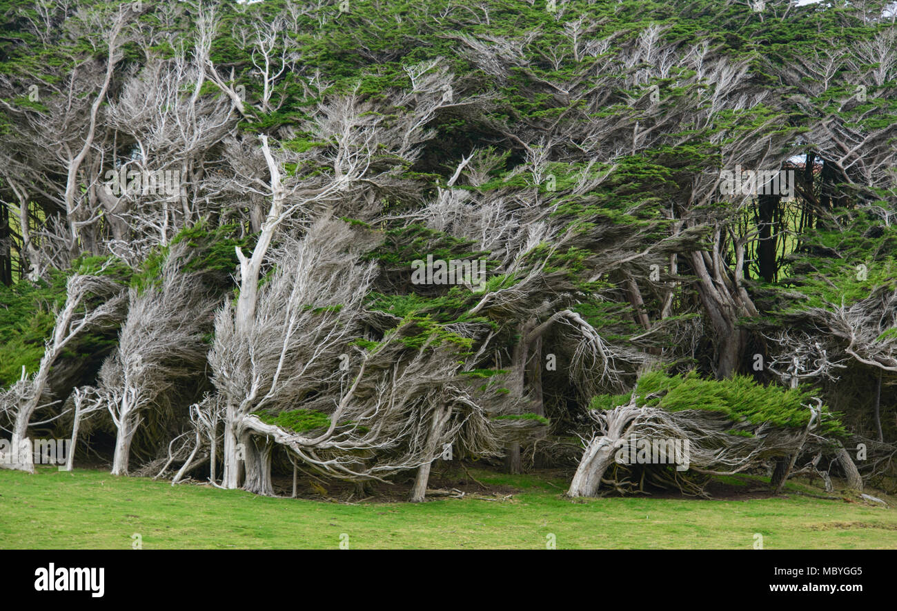 Windswept trees new zealand hi-res stock photography and images - Alamy
