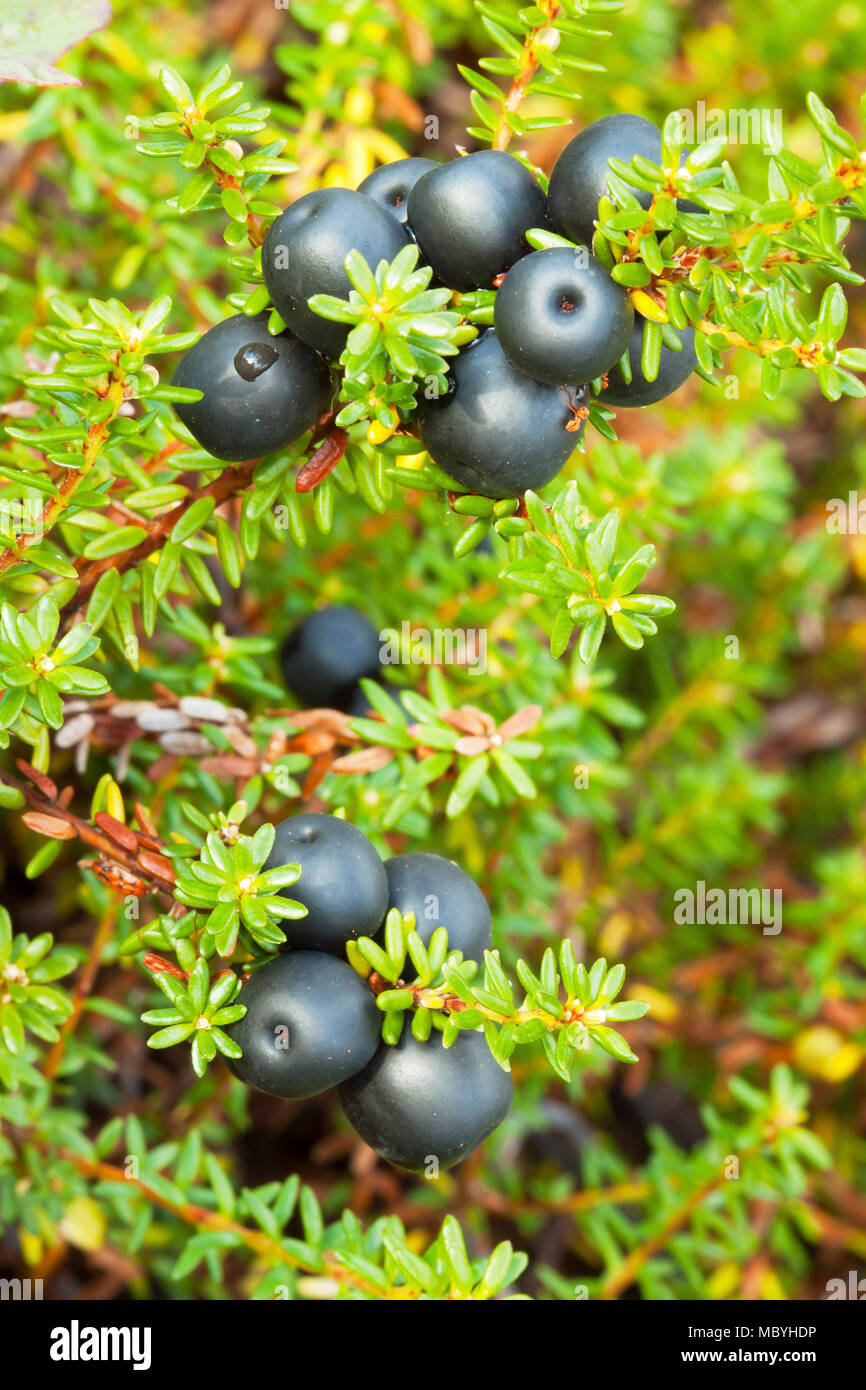 Crowberry (Empetrum) grows in the northern woods Stock Photo - Alamy