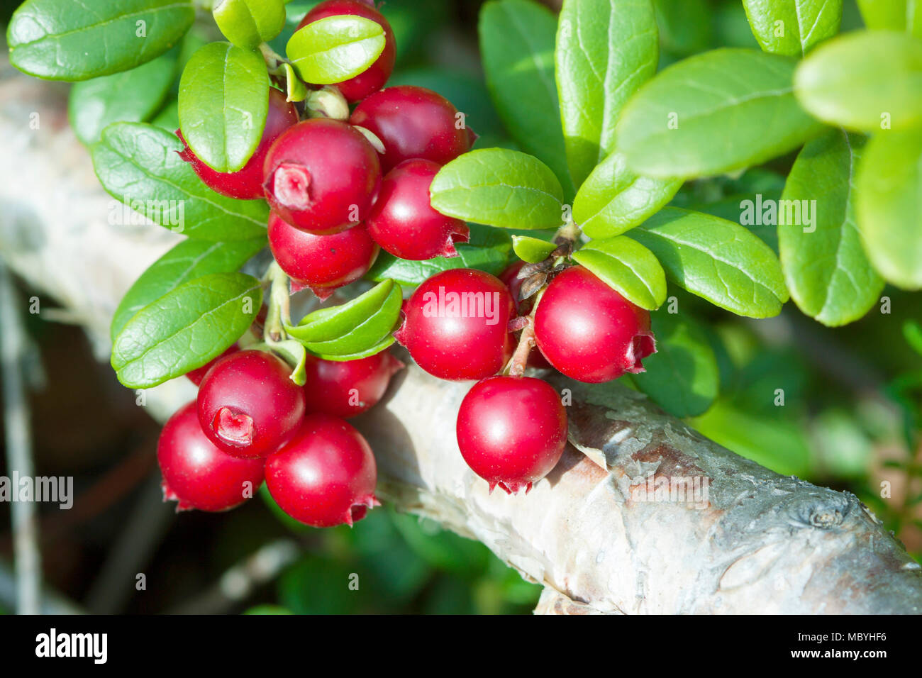 Red berries lingonberry (Vaccinium vitis-idaea) in the forest Stock ...