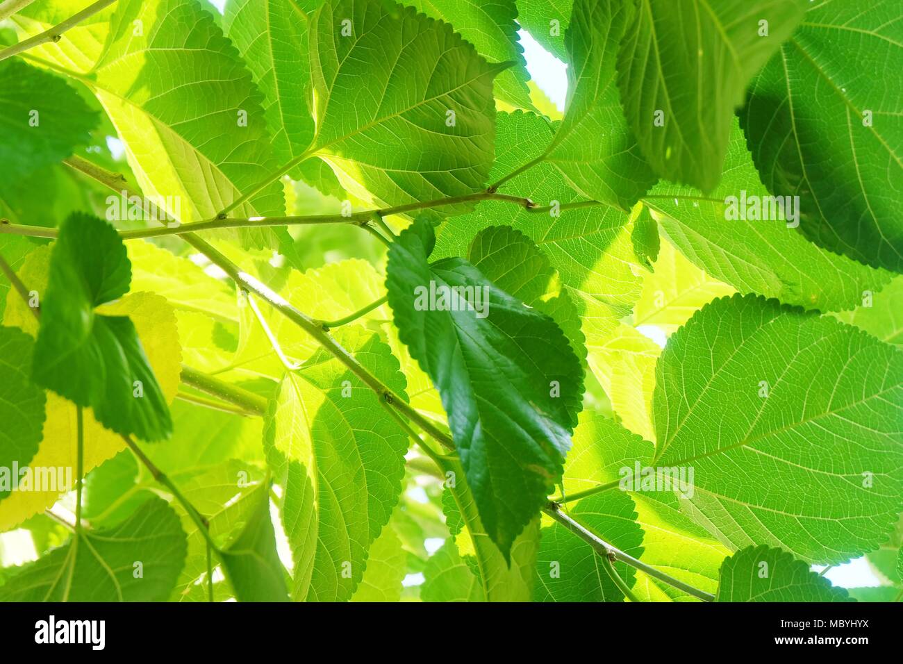 Big tea tree hi-res stock photography and images - Alamy