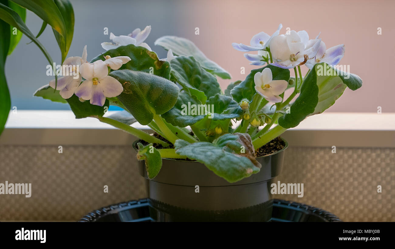 Potted inside plant hi-res stock photography and images - Alamy