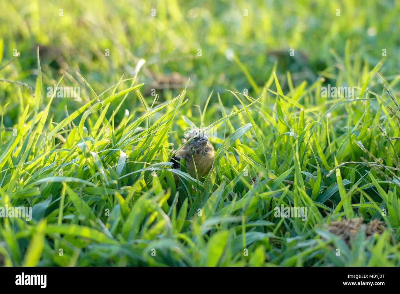 baby bird in grass Stock Photo - Alamy