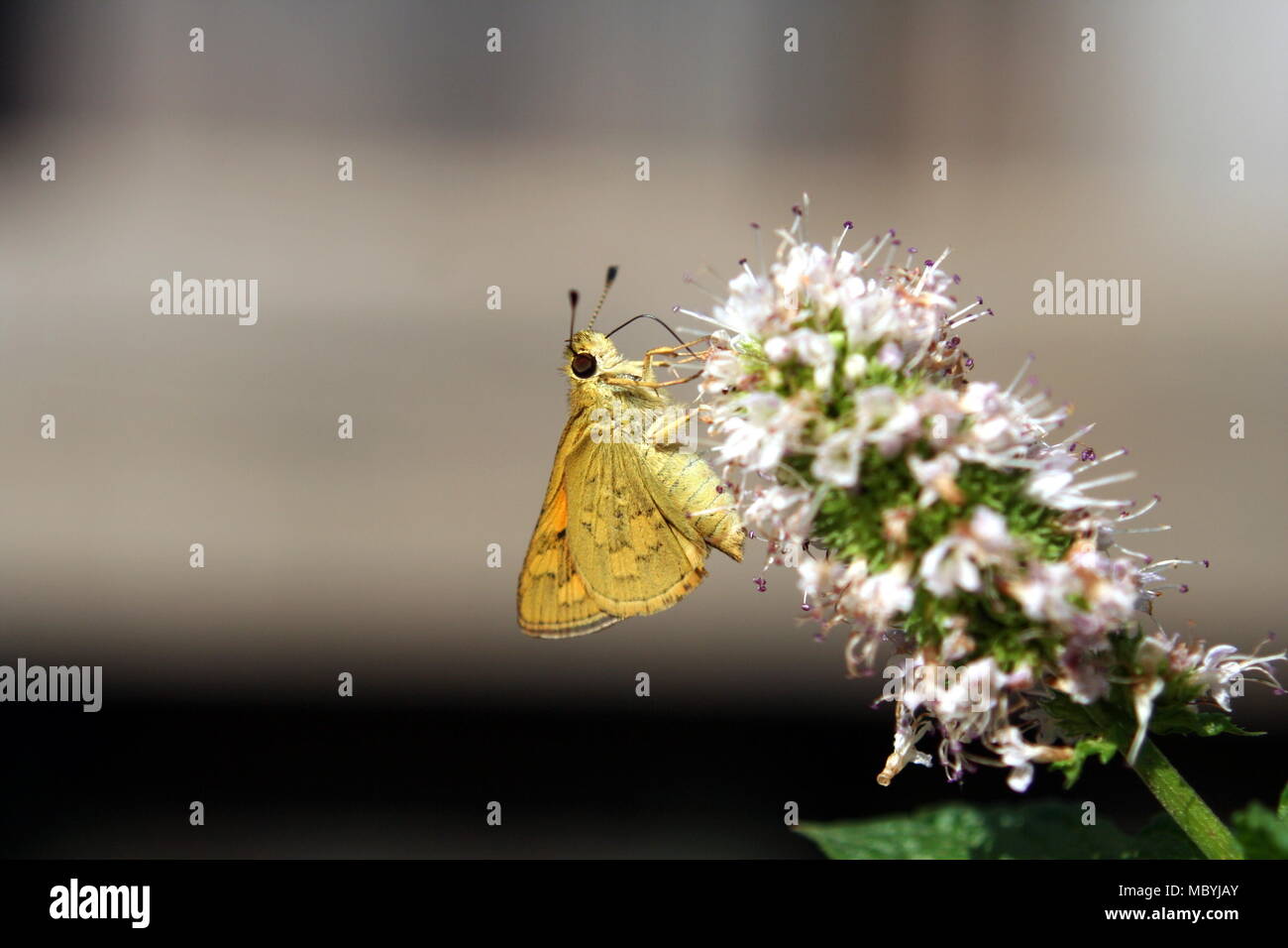 Dart Butterfly High Resolution Stock Photography and Images - Alamy