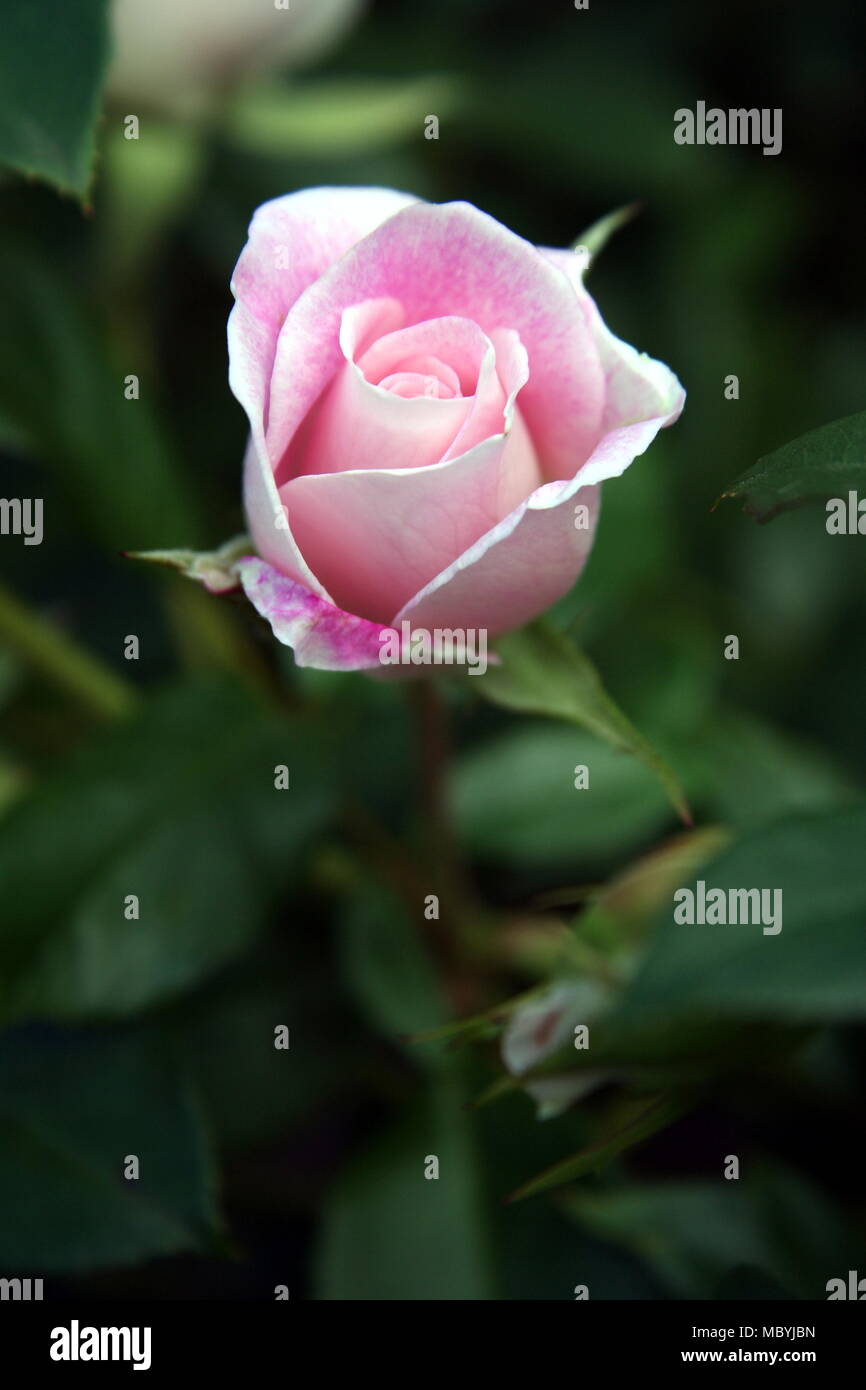 Rose "Blushing Pink Stock Photo - Alamy