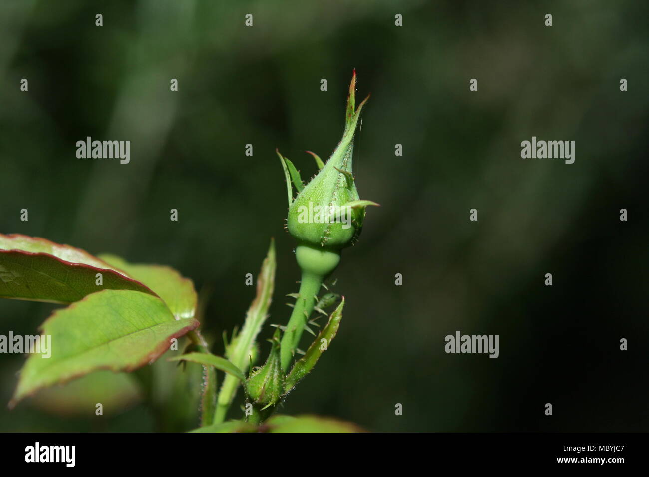 New Rose bud Stock Photo - Alamy