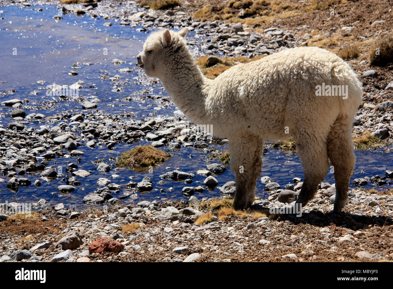 A wild living alpaca grazing on a high elevated plain in the Salinas y ...
