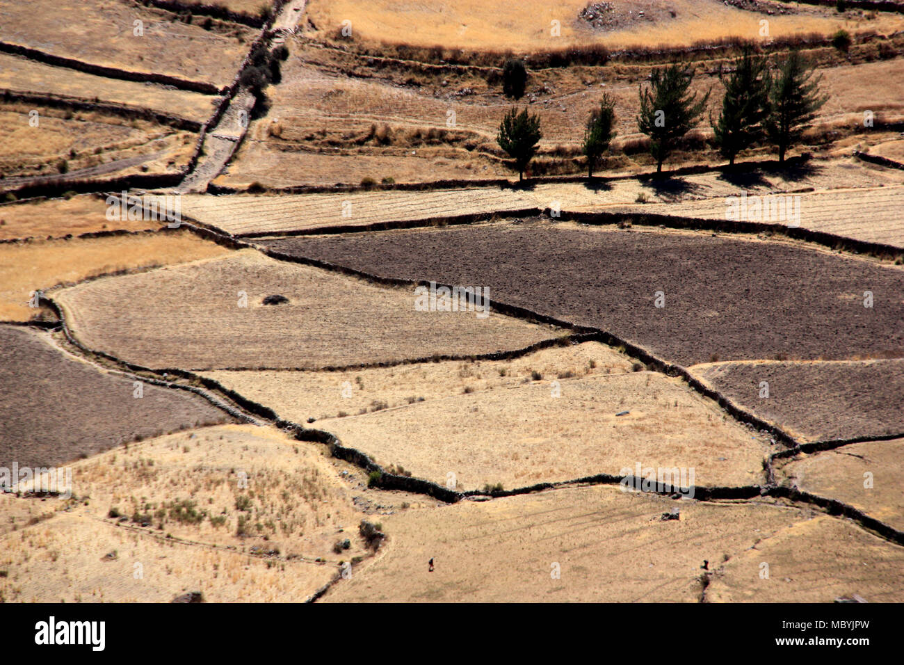 Beautiful Fields on a High Elevated Plain in the Andes Mountain Range ...