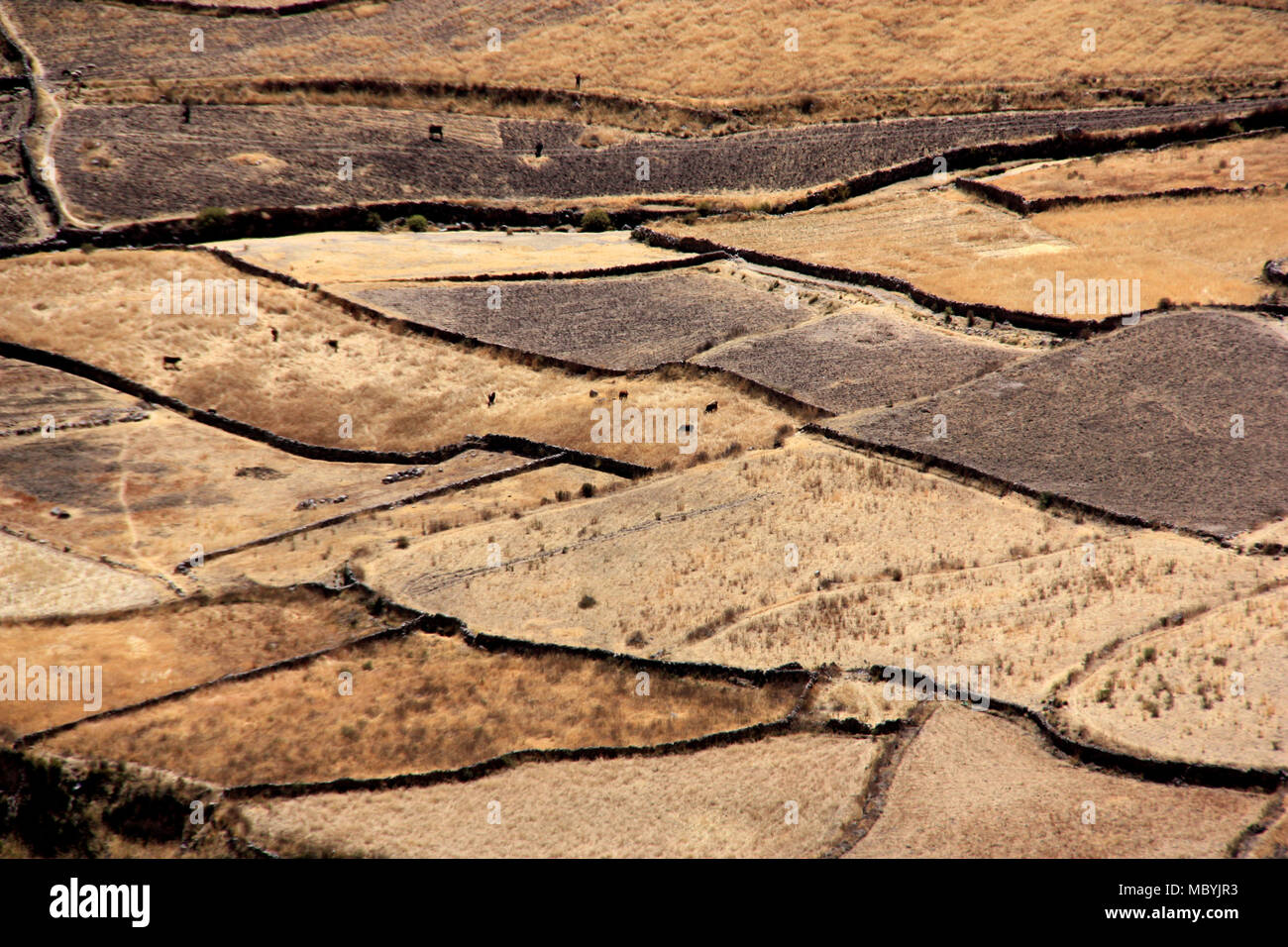 Beautiful Fields on a High Elevated Plain in the Andes Mountain Range ...
