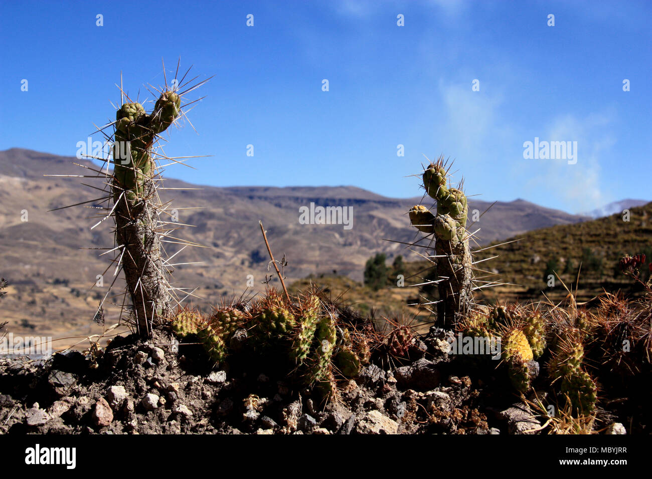 Peru andes cactus hi-res stock photography and images - Alamy