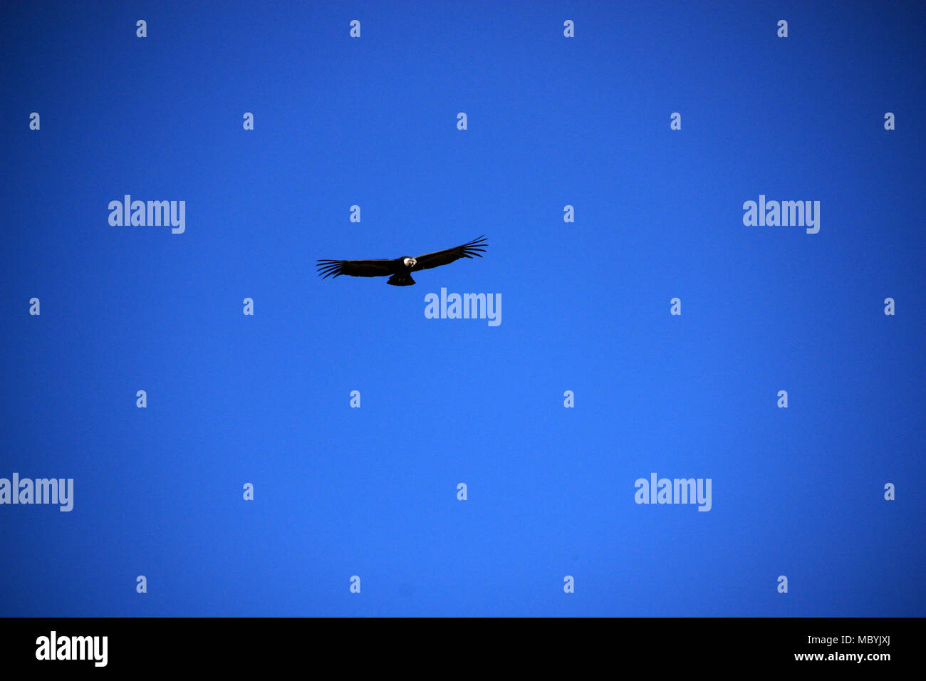 An Andean Condor soaring high above the Colca Canyon in Peru Stock ...
