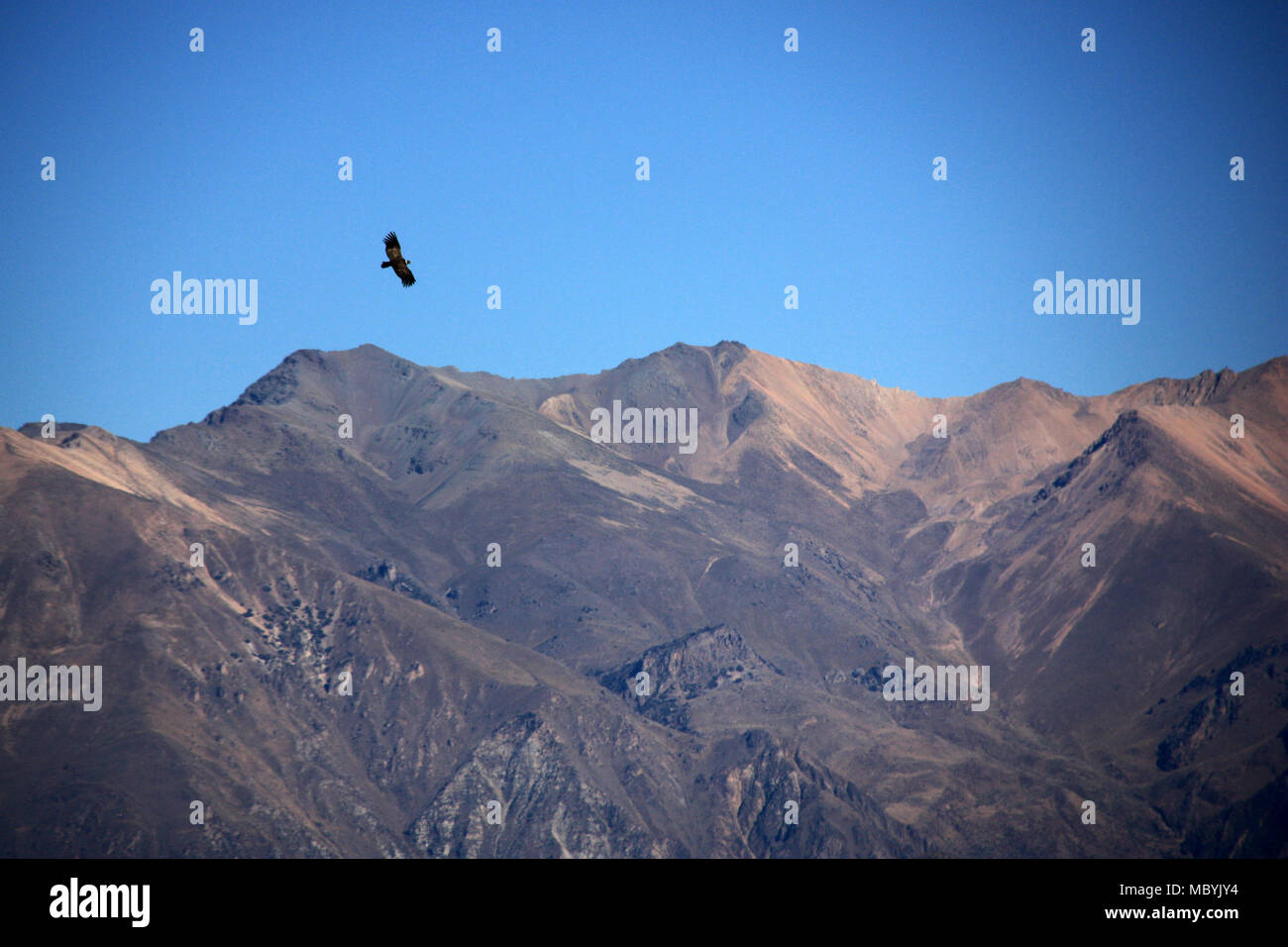 An Andean Condor soaring high above the Colca Canyon in Peru Stock ...