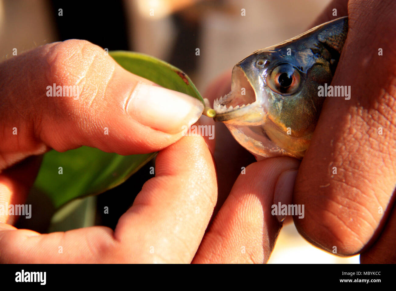 Gold piranha hi-res stock photography and images - Alamy