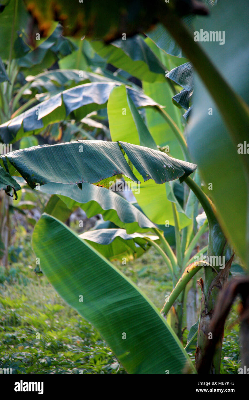 Banana Plantation in the Amazon Rainforest, Tambopata National Reserve ...