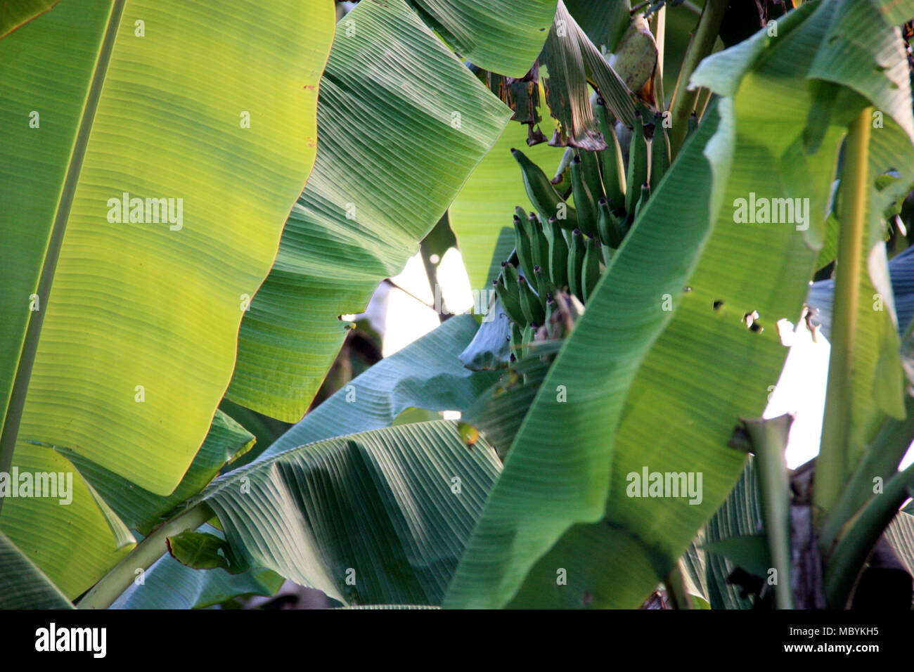 Banana Plantation in the Amazon Rainforest, Tambopata National Reserve ...
