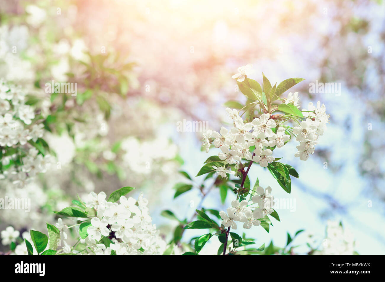 Blossom tree, spring nature background. Sunny day. Easter and blooming ...