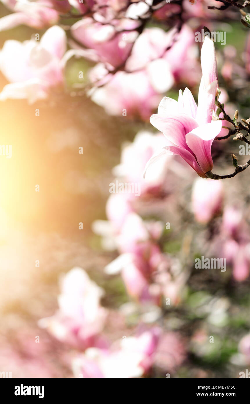 Blooming magnolia tree in the spring sun rays. Selective focus. Copy ...