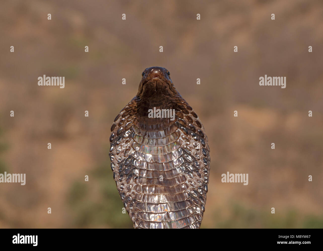 Indian cobra hi-res stock photography and images - Alamy
