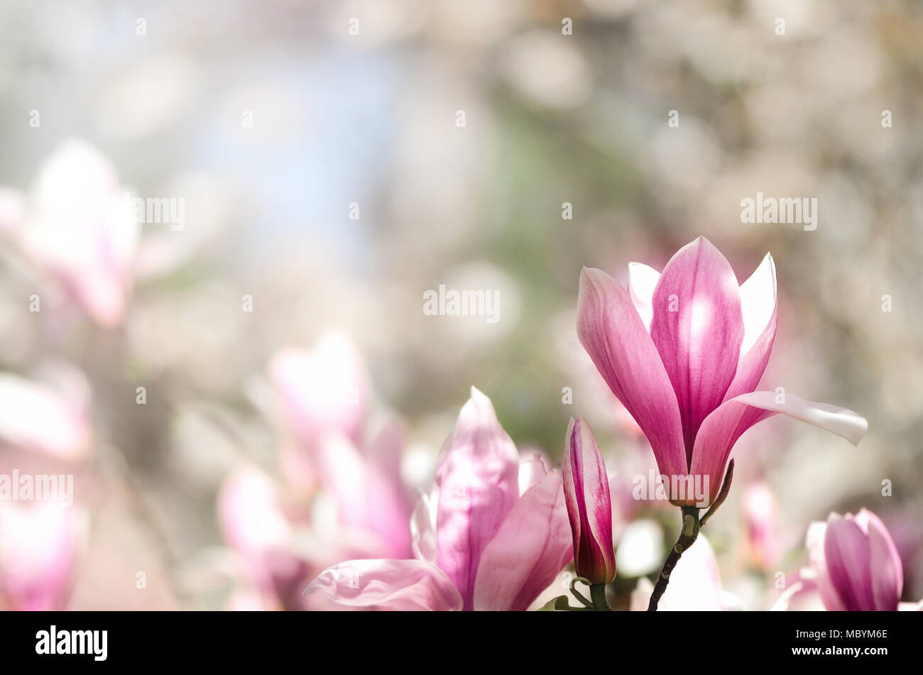 Blooming magnolia tree in the spring sun rays. Selective focus. Copy ...