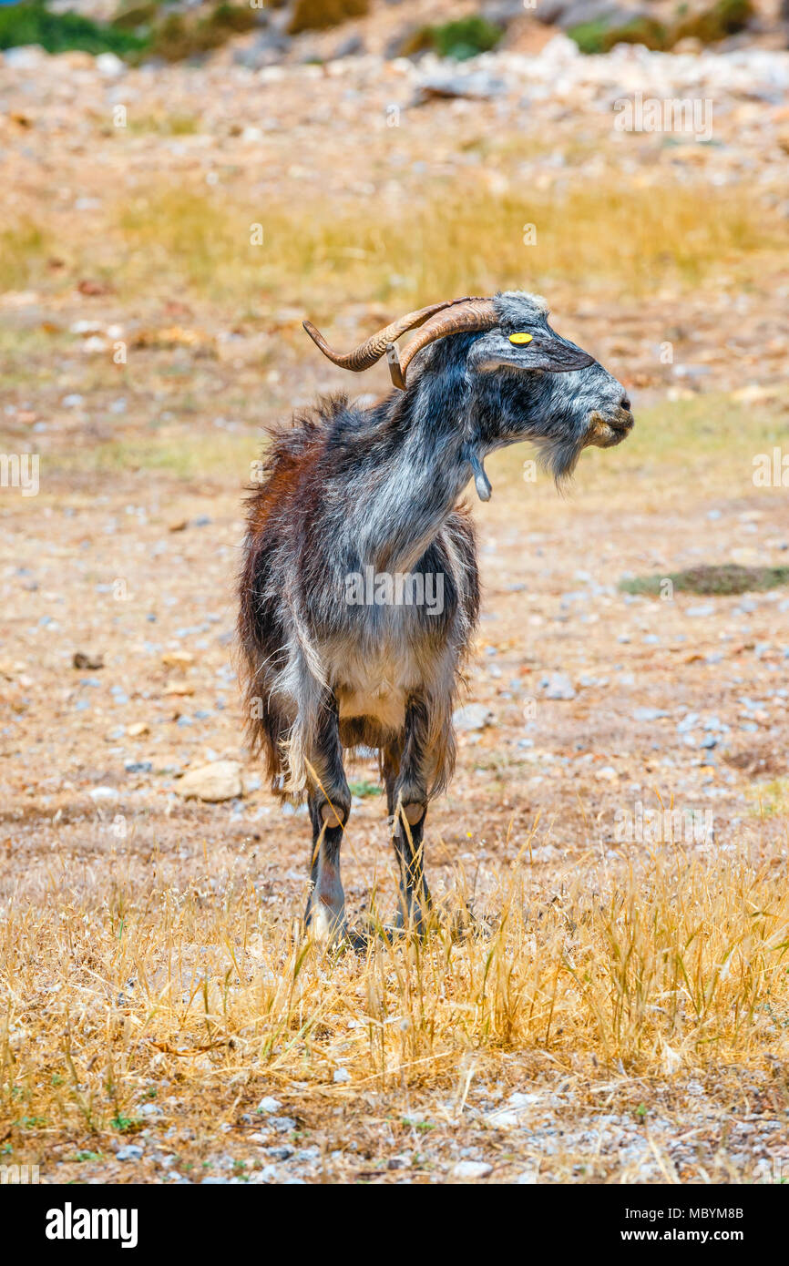 Domestic goat on Crete Island, Greece Stock Photo - Alamy