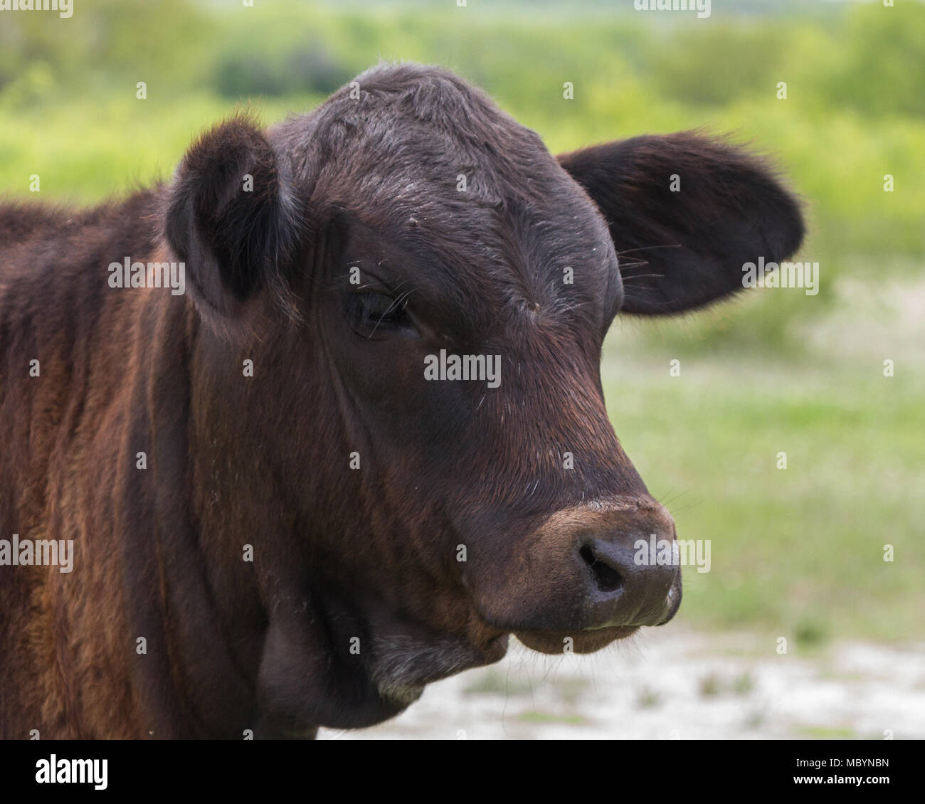 South Texas range cattle that have been crossed with Brahman cattle ...