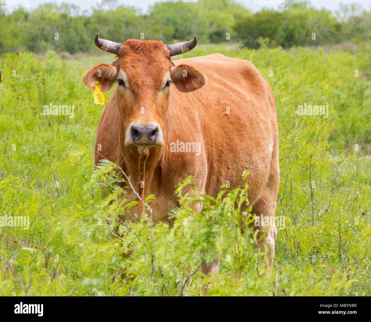 South Texas range cattle that have been crossed with Brahman cattle ...