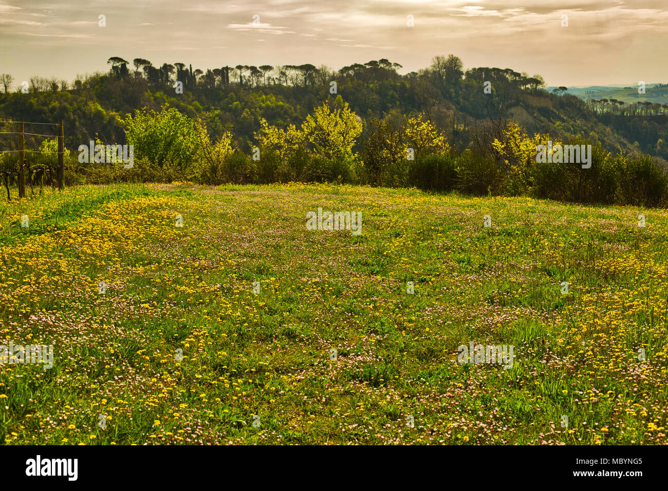 dandelions and daisies in green country fields in Italy Stock Photo - Alamy
