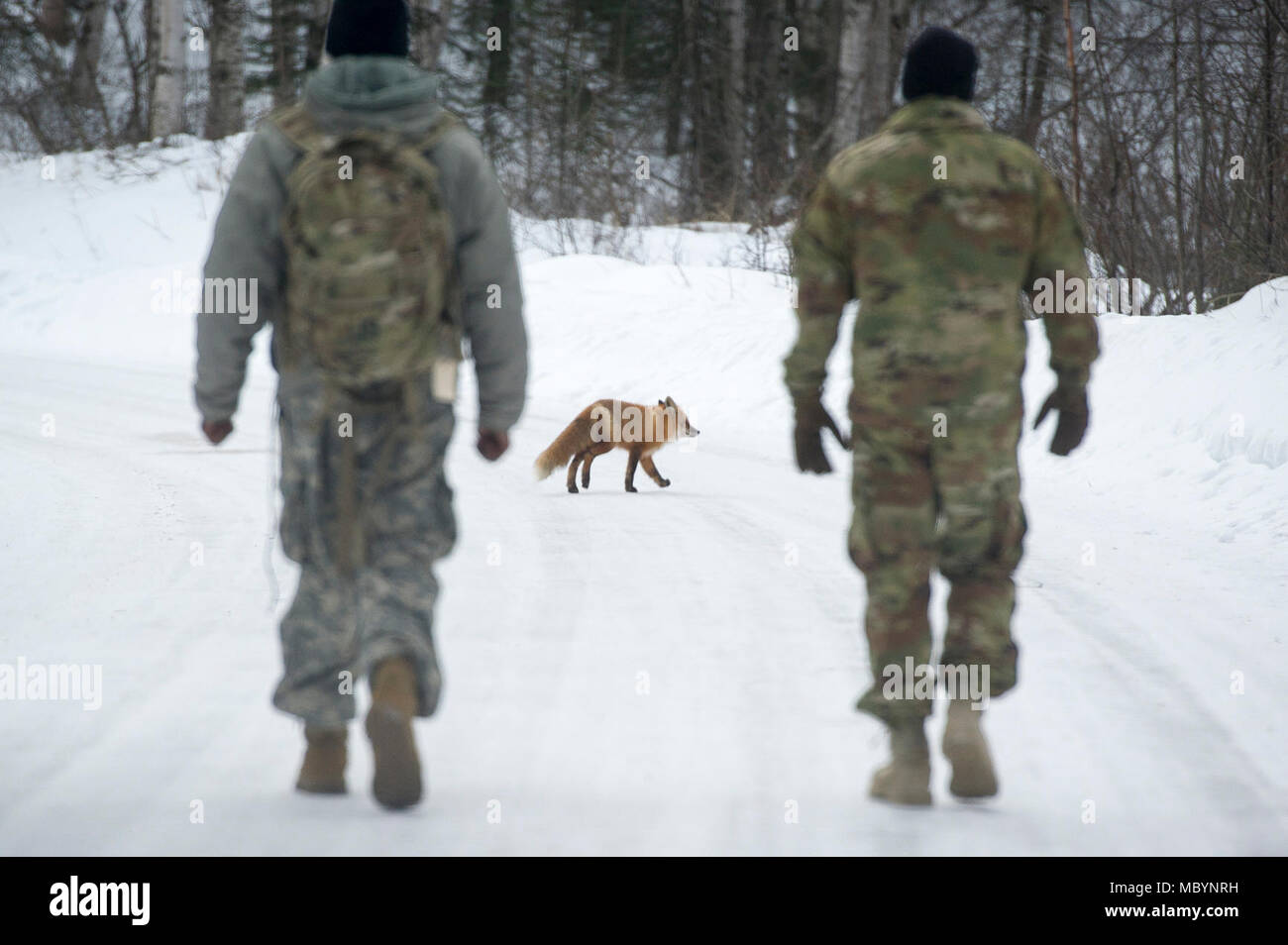 A fox crosses the road in front of paratroopers assigned to the 4th ...