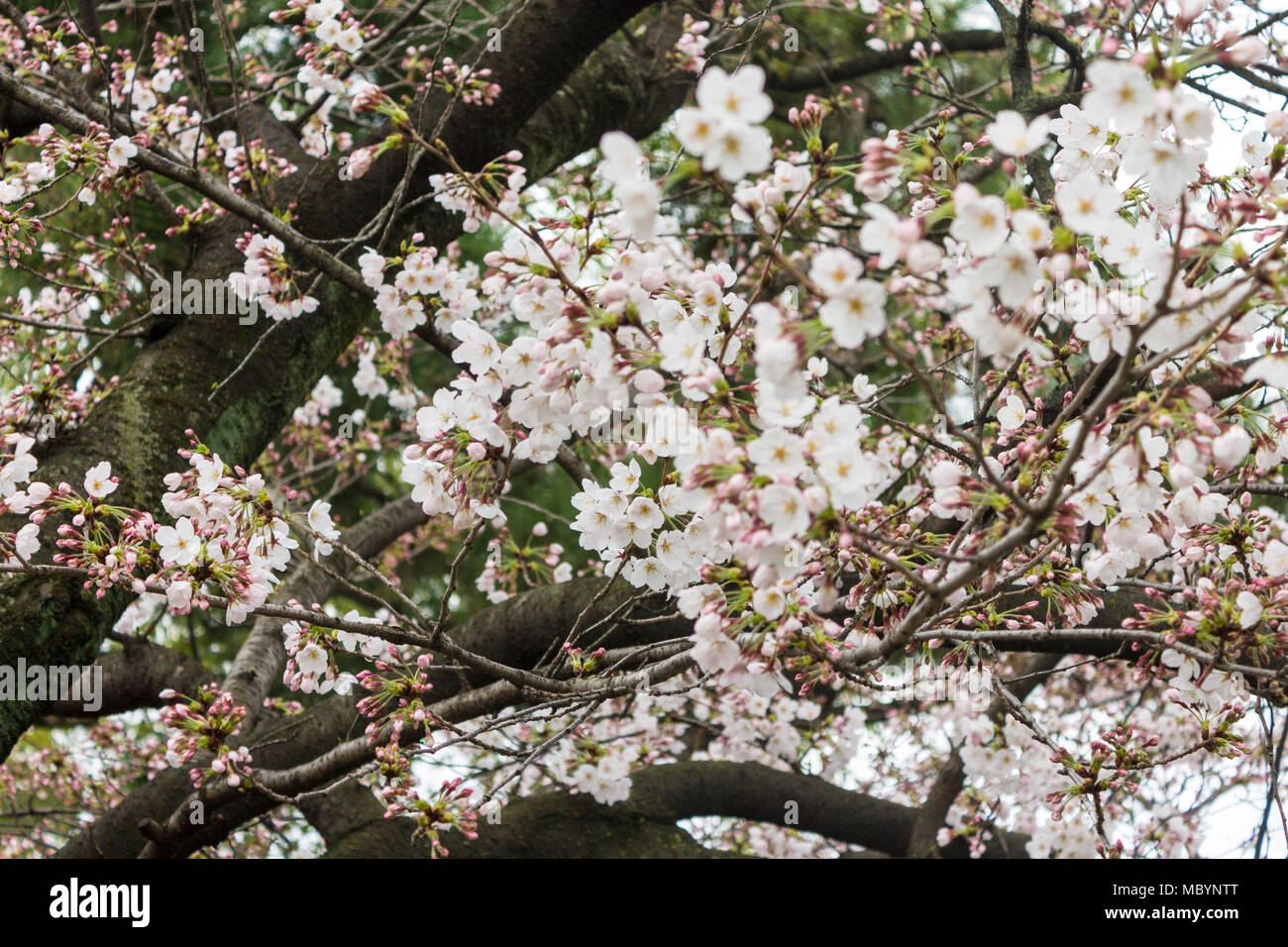 Hanami Kyoto High Resolution Stock Photography and Images - Alamy