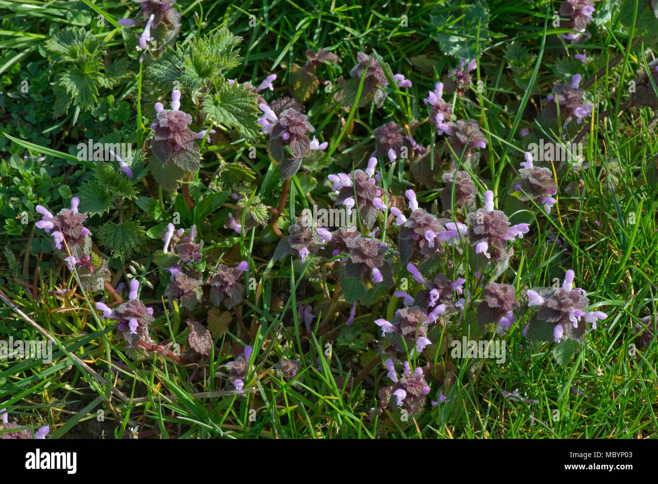 Red dead-nettle, Lamium purpureum, flowering plant, Berkshire, April ...