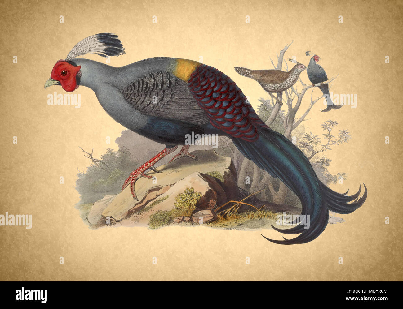 Birds of Asia - Siamese Fire-back Stock Photo - Alamy