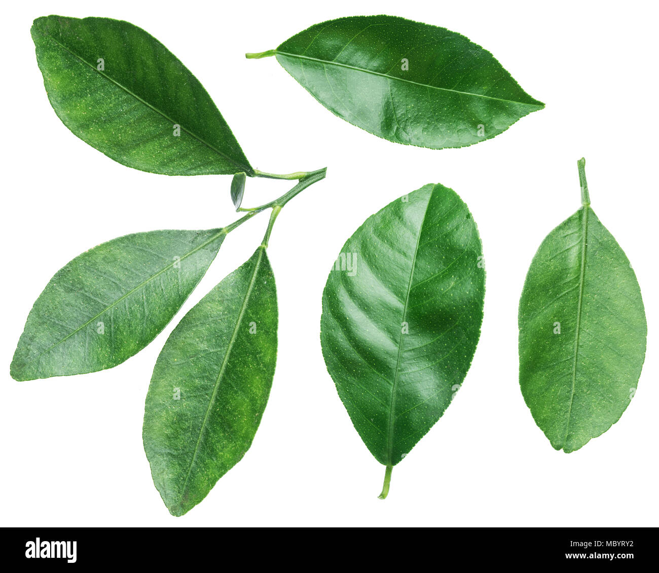 Collection of citrus leaves on white background Stock Photo - Alamy