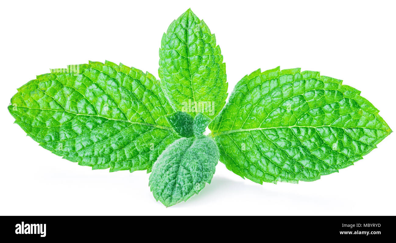 Fresh apple mint. Close-up. Isolated on white background Stock Photo ...