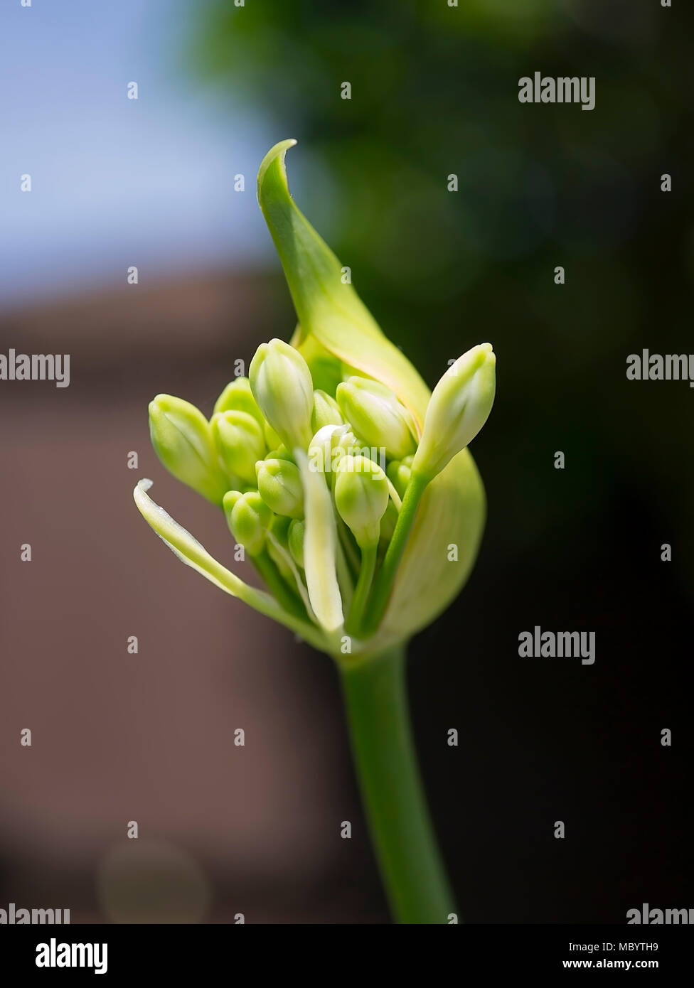 White agapanthus pot hi-res stock photography and images - Alamy
