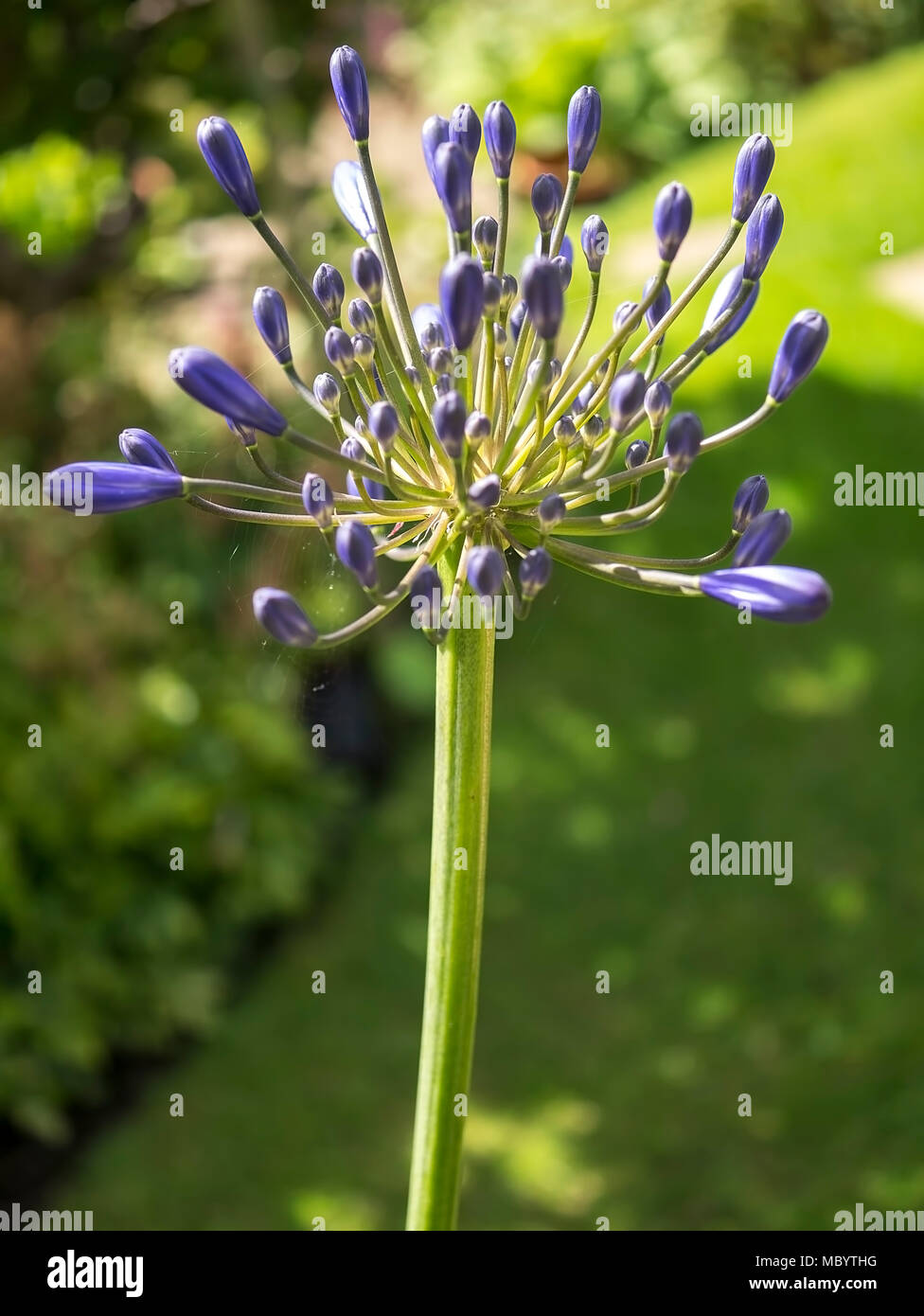 AGAPANTHUS - THE FLOWER OF LOVE Stock Photo - Alamy