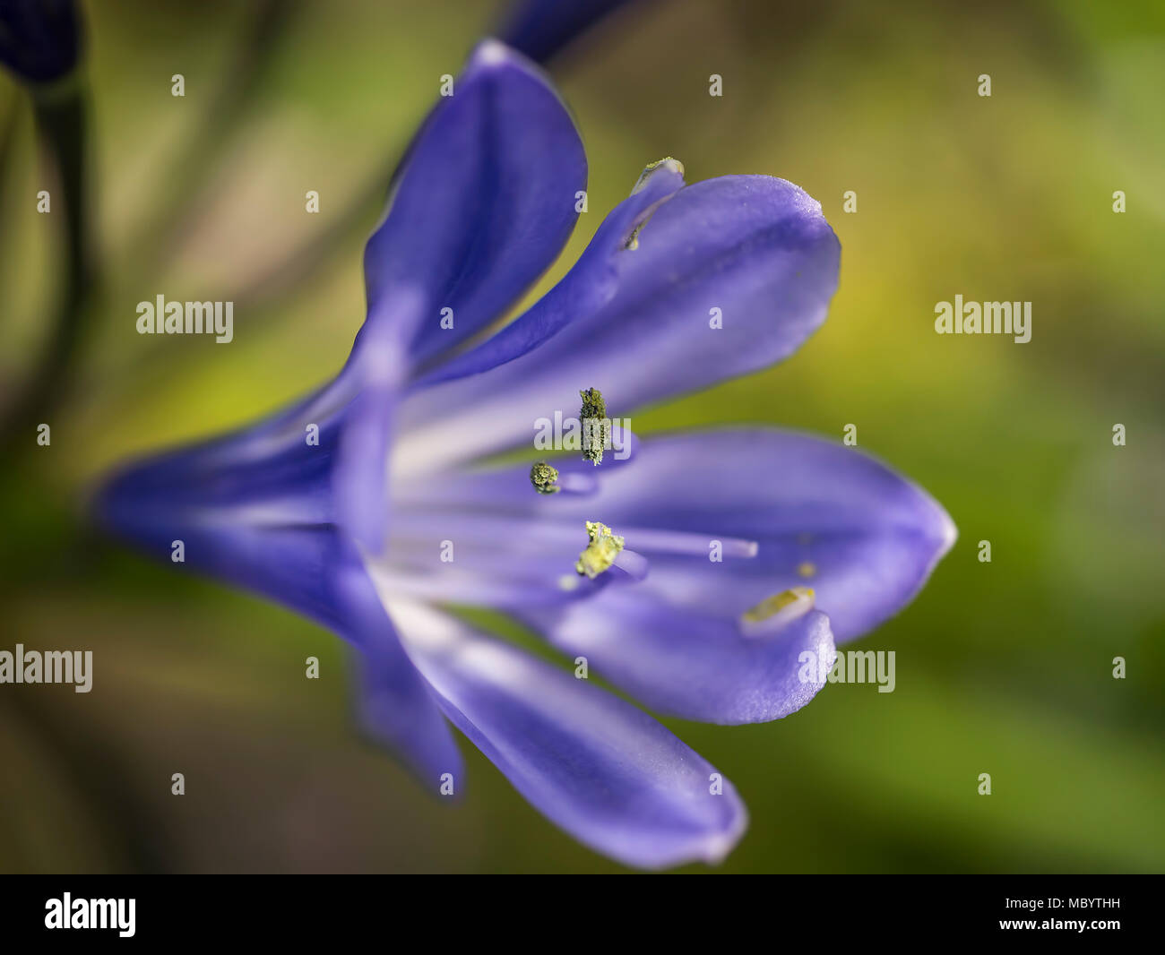 White agapanthus bulbs hi-res stock photography and images - Alamy