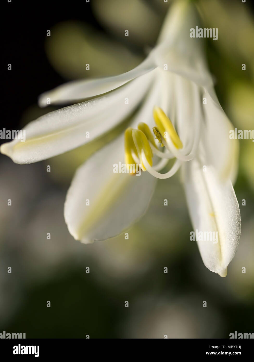 White agapanthus bulbs hi-res stock photography and images - Alamy