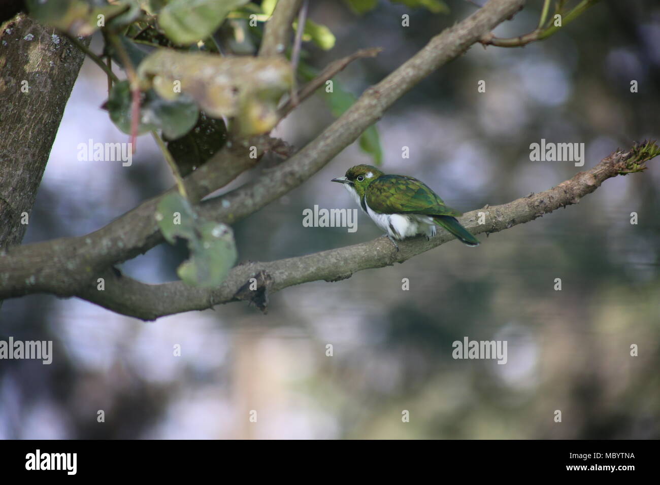 Found this lovely, male Klaas's Cuckoo walking around a park. He was ...