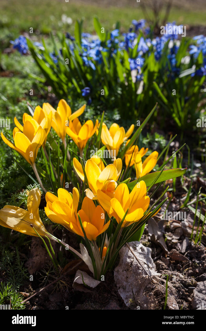 Yellow crocus flowers Stock Photo - Alamy