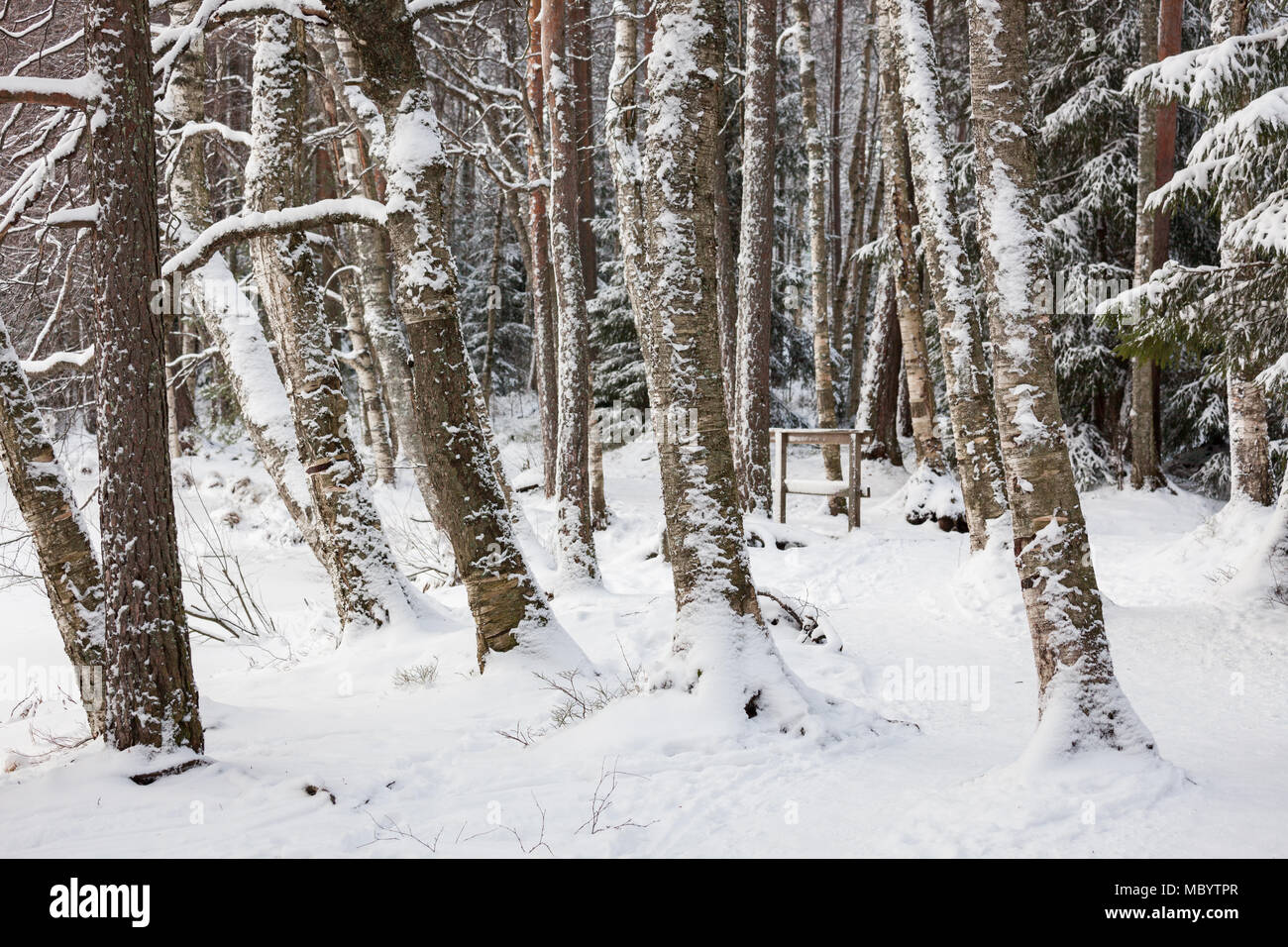 Tree trunks covered in snow Stock Photo - Alamy