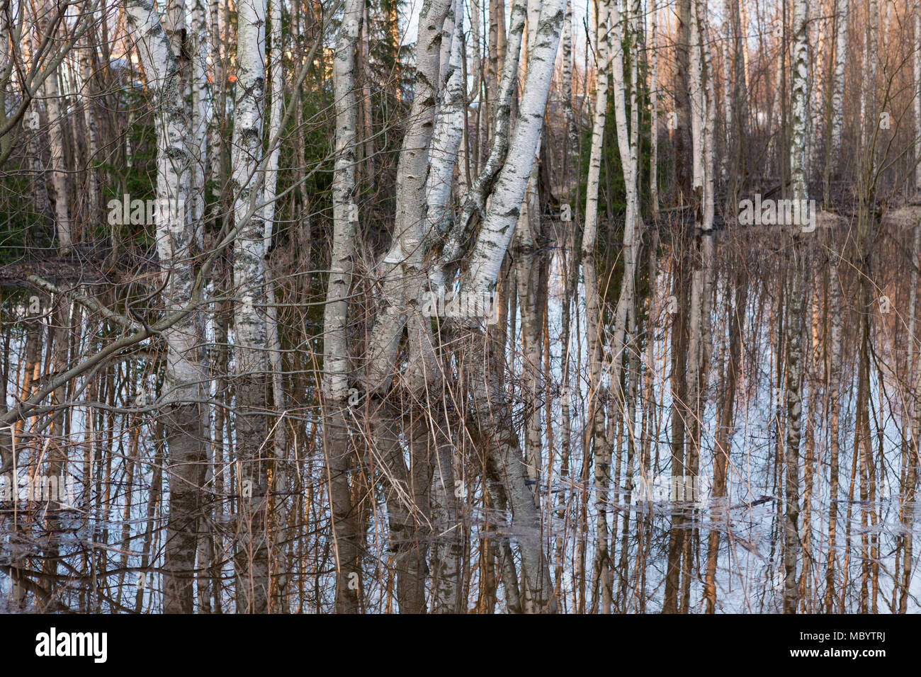 Birch thicket hi-res stock photography and images - Alamy