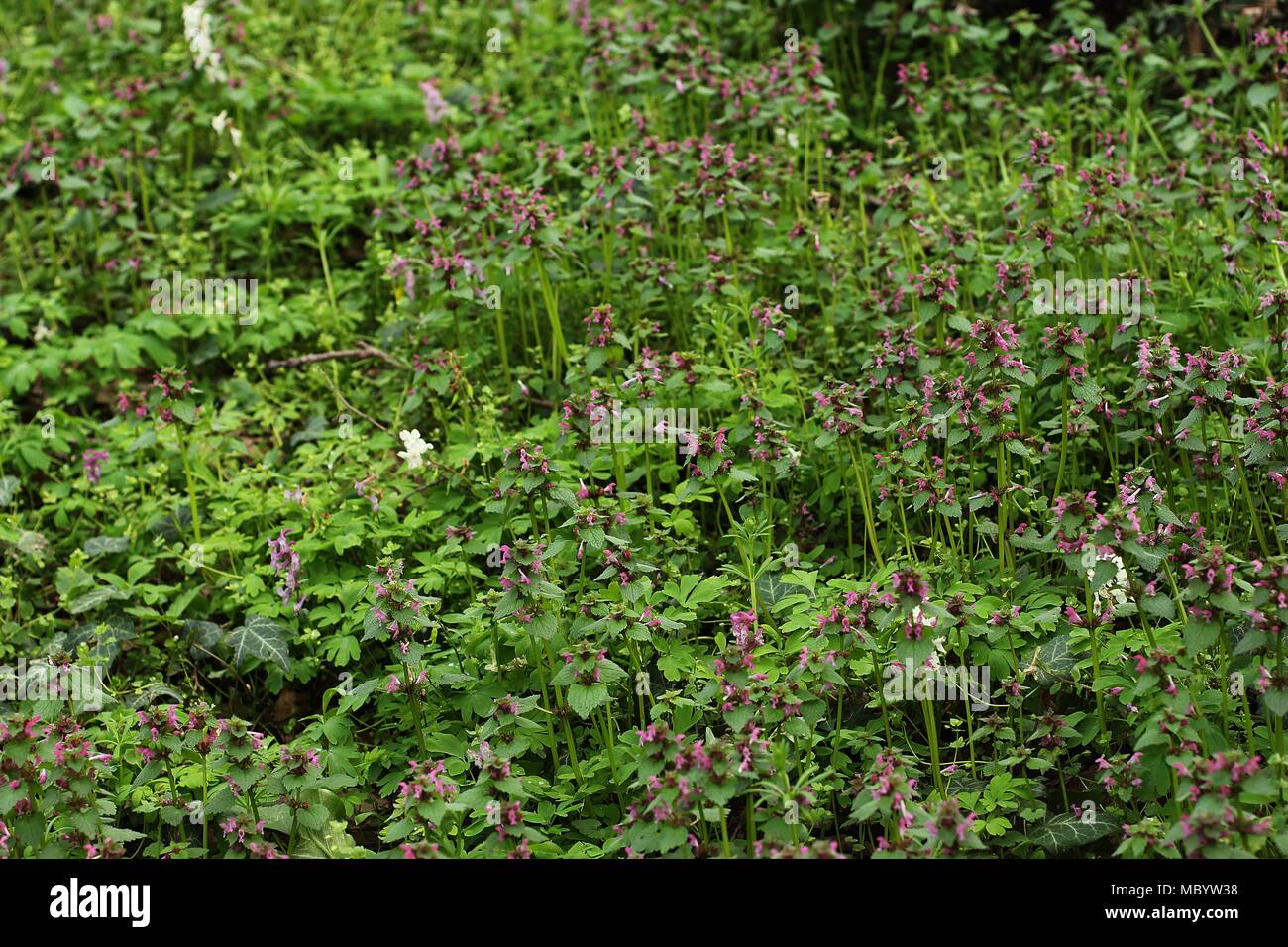 Temperate forest ground cover and vegetation with red dead-nettle ...
