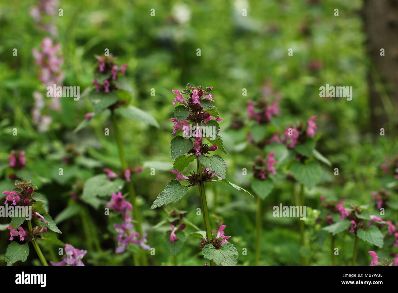 Lamium species hi-res stock photography and images - Alamy
