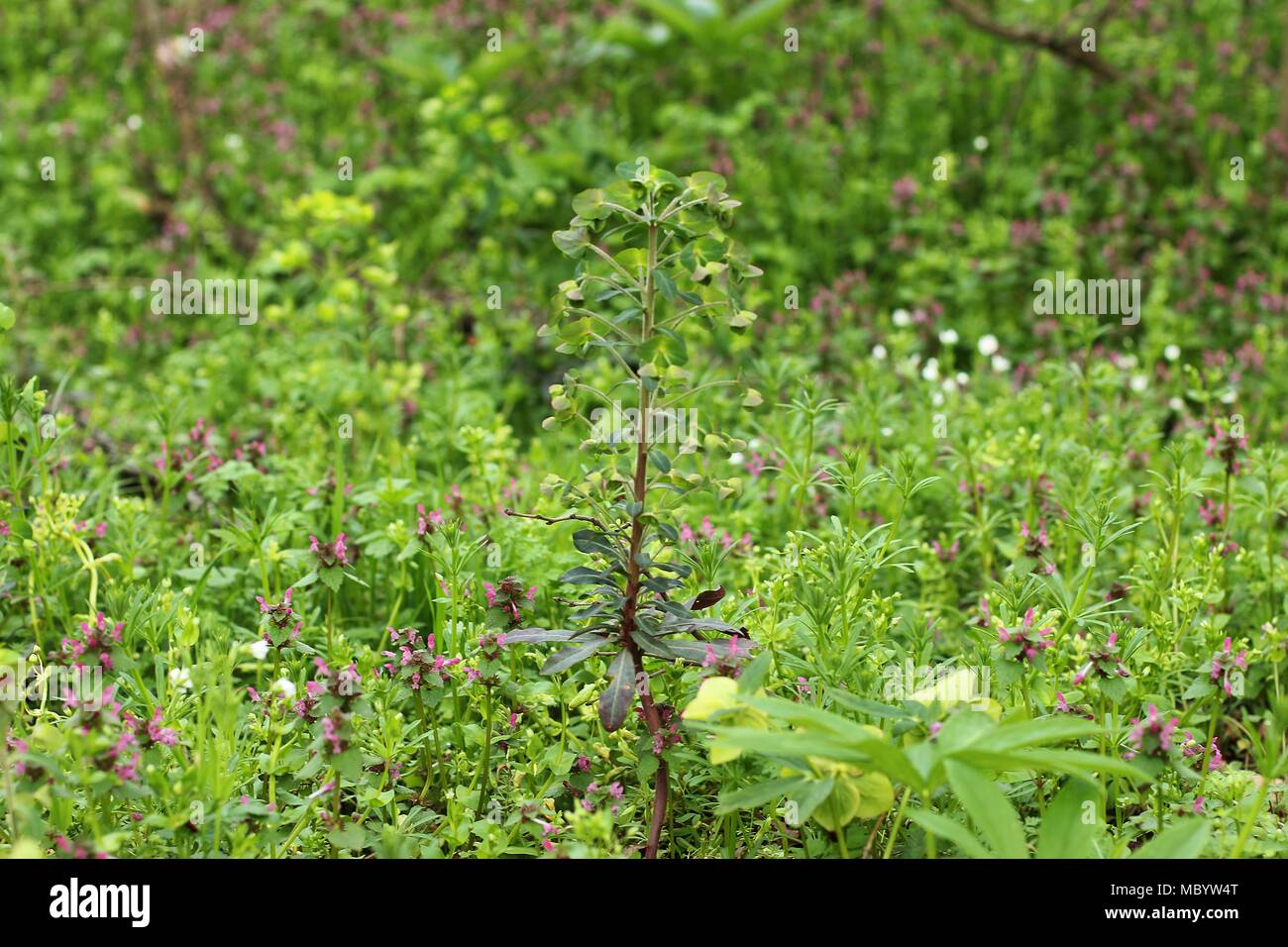 Temperate forest vegetation and ground cover in the spring with wood ...
