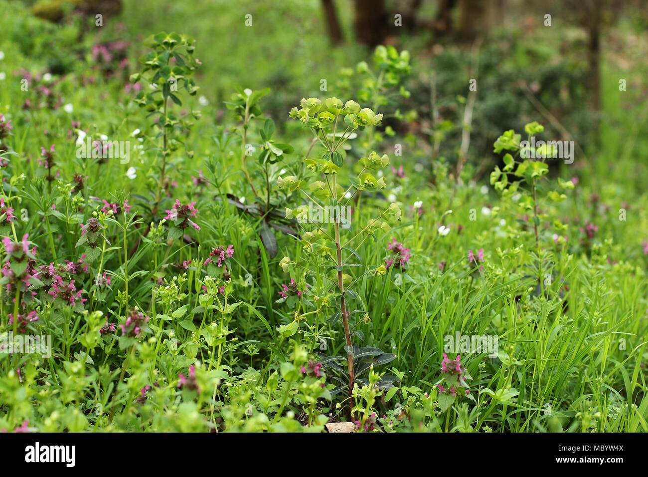 Temperate forest vegetation and ground cover in the spring with wood ...