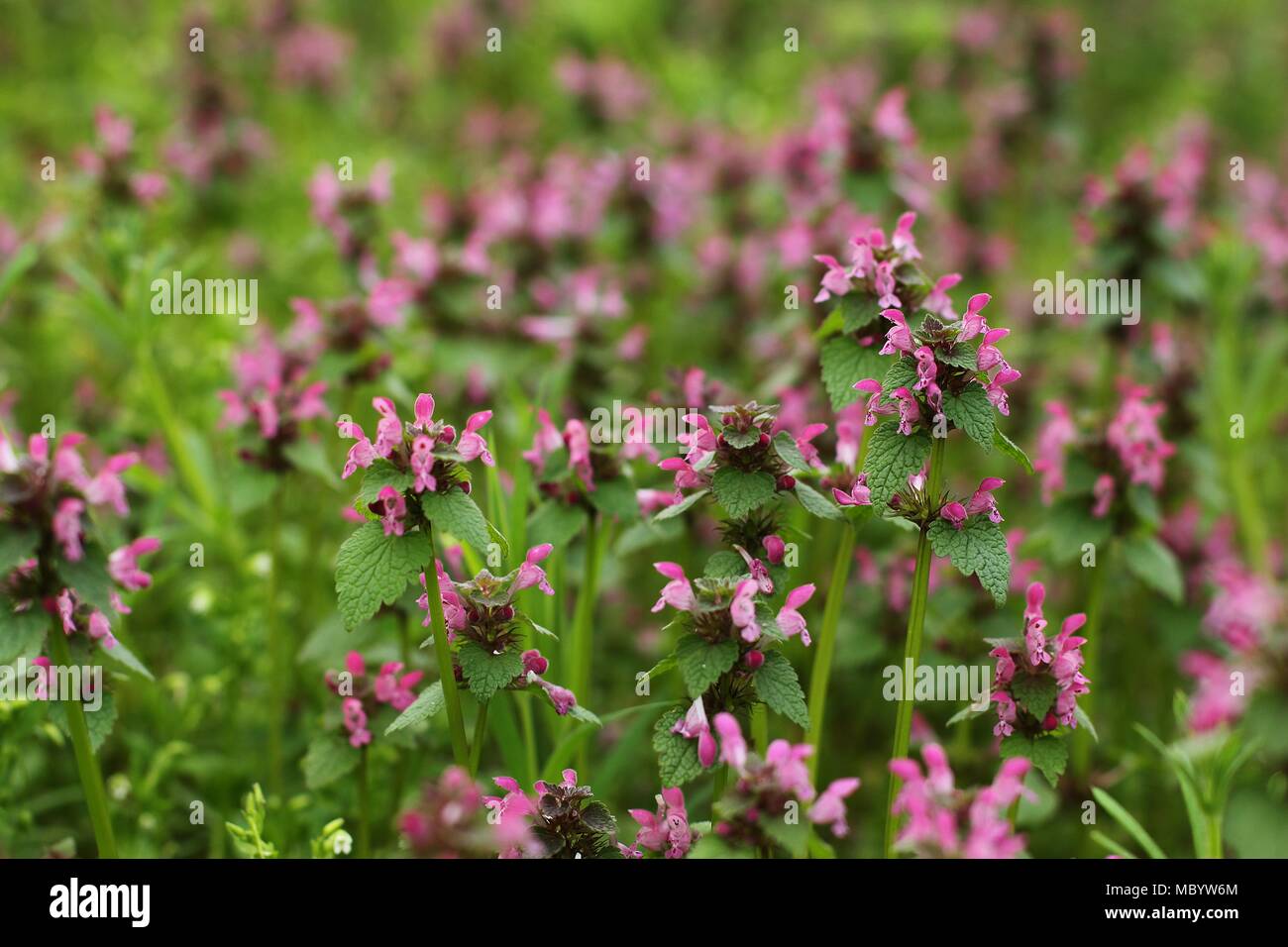 Lamium species hi-res stock photography and images - Alamy